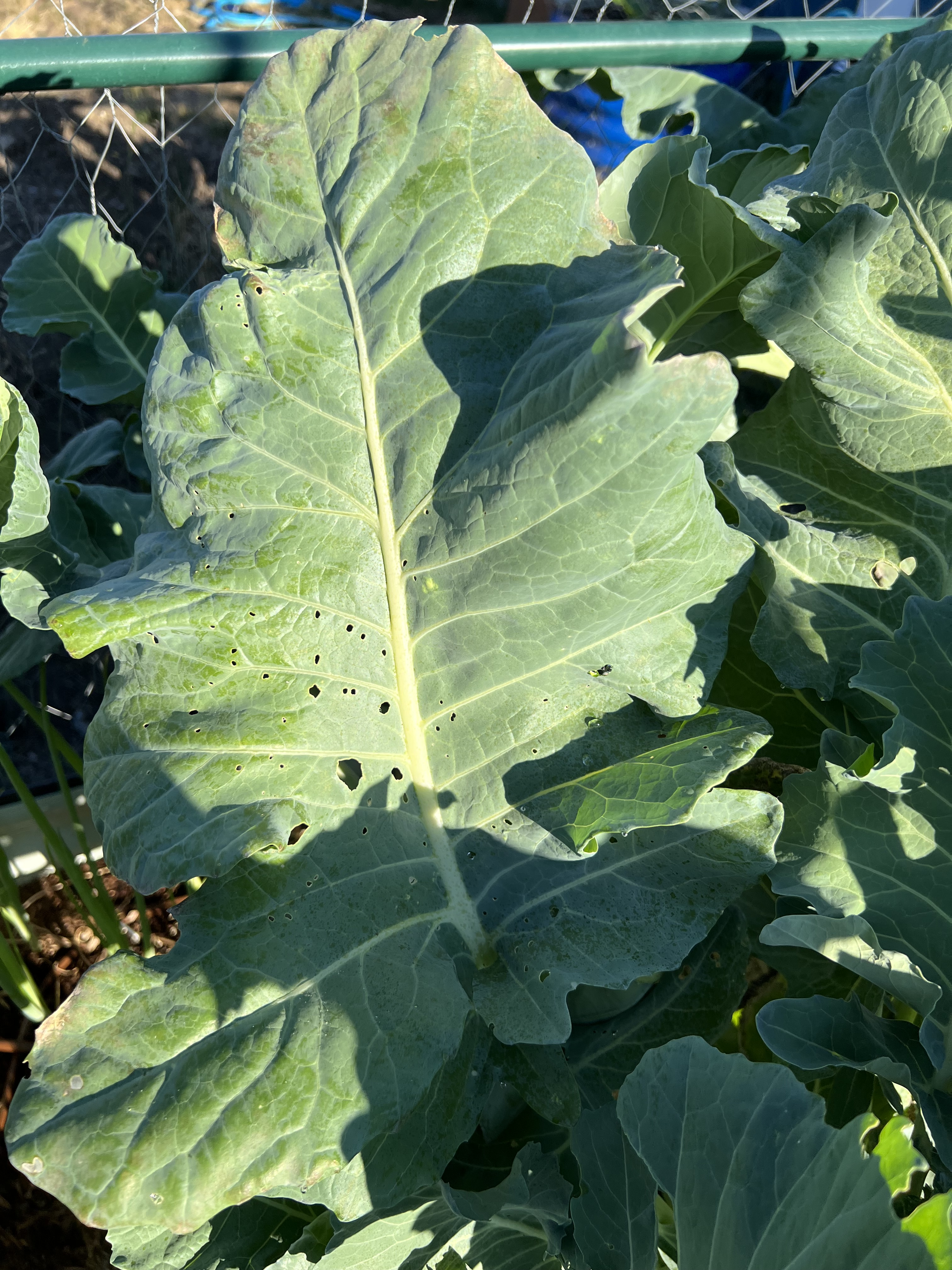 Garden – Bugs and Broccoli – Garden Rat